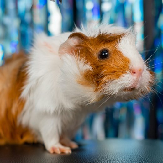 Zelenina pro morčata: co jim můžete dát a co ne? | EKOTEK.cz